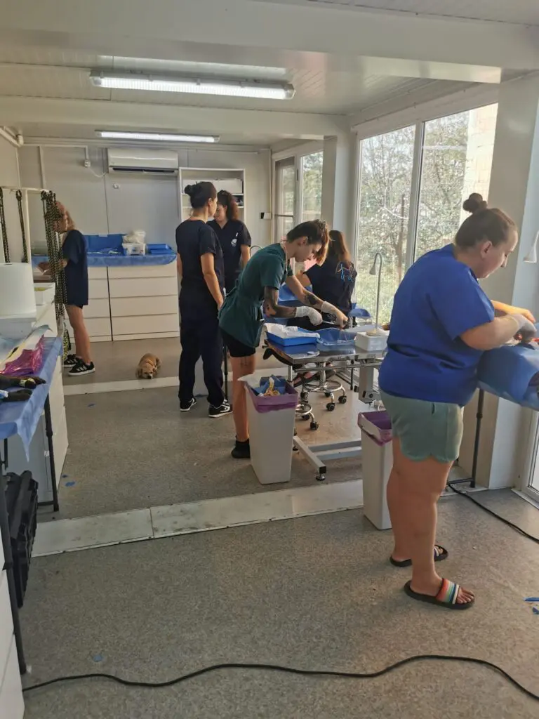 The importance of Paws2Rescue neuter campaigns in reducing the over ...