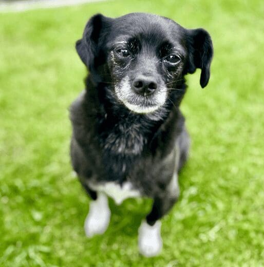 Celebrating our Golden Paws! Adopt A Senior - Paws2Rescue