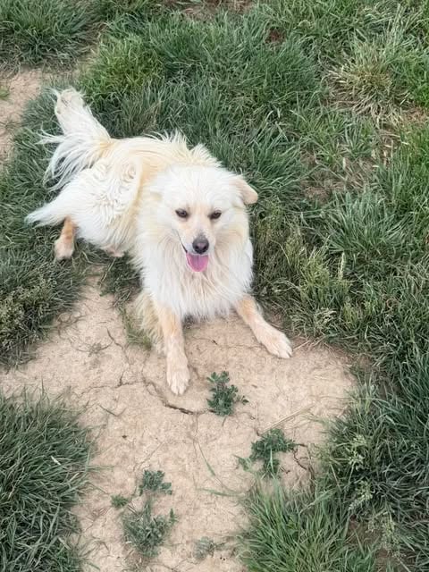 Dogs - Paws2Rescue